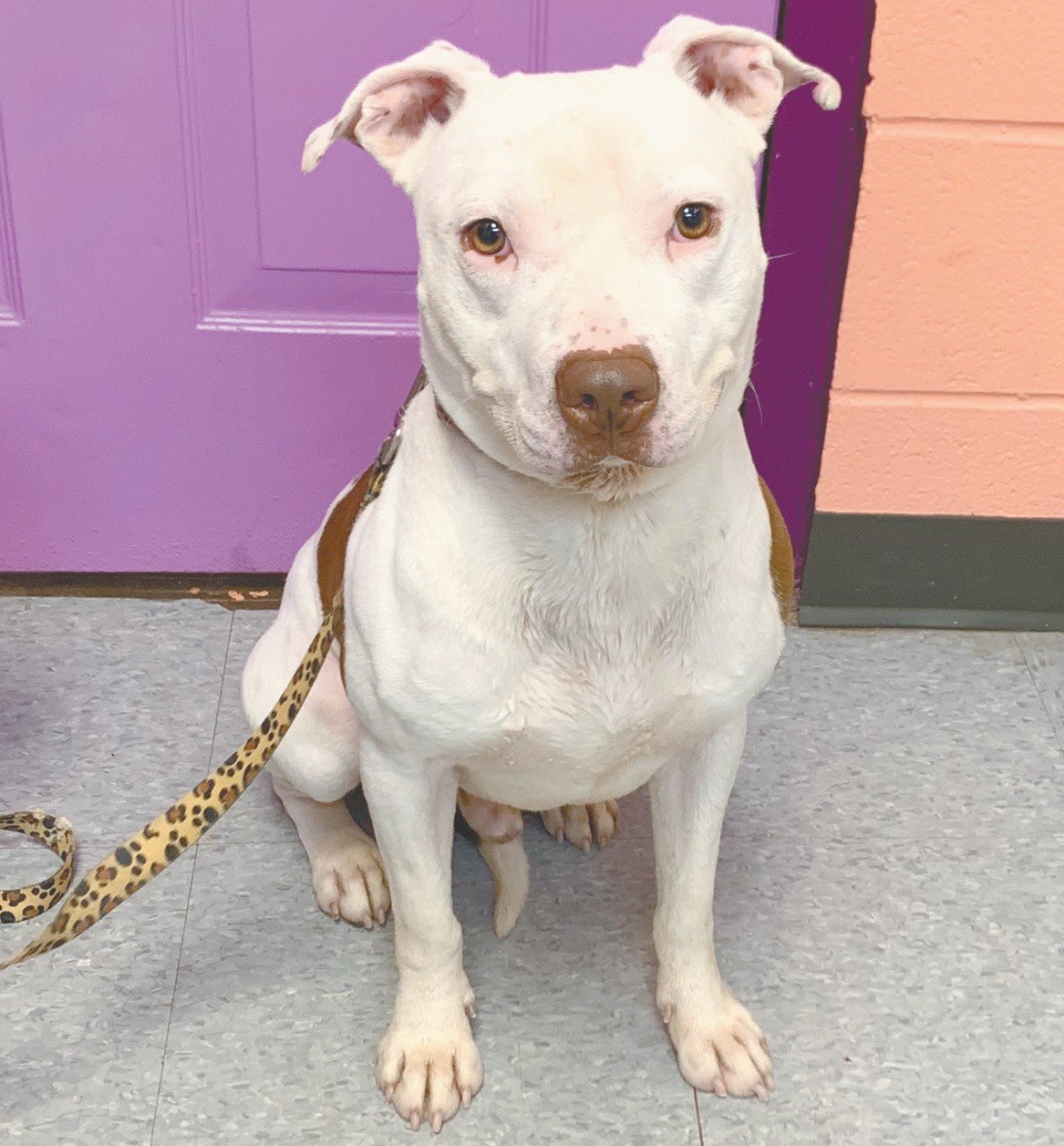 Meet Tanky, The Friendly, Abandoned Stray | Catskills Today Meet Tanky, The Friendly, Abandoned Stray | Catskills Today