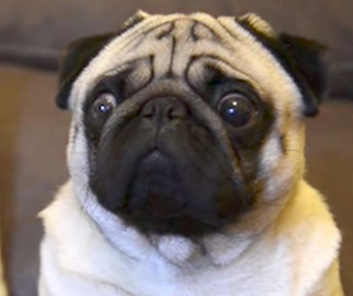 Dog’s Nazi salute: ‘No hate’ | The Jewish Star | www.thejewishstar.com