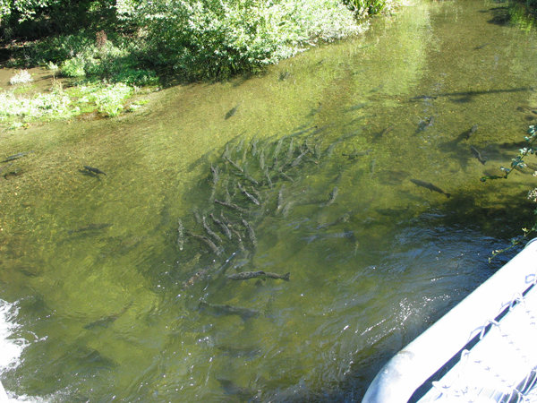 Minter Creek Hatchery: Serving Fishermen and Ensuring Survival of ...