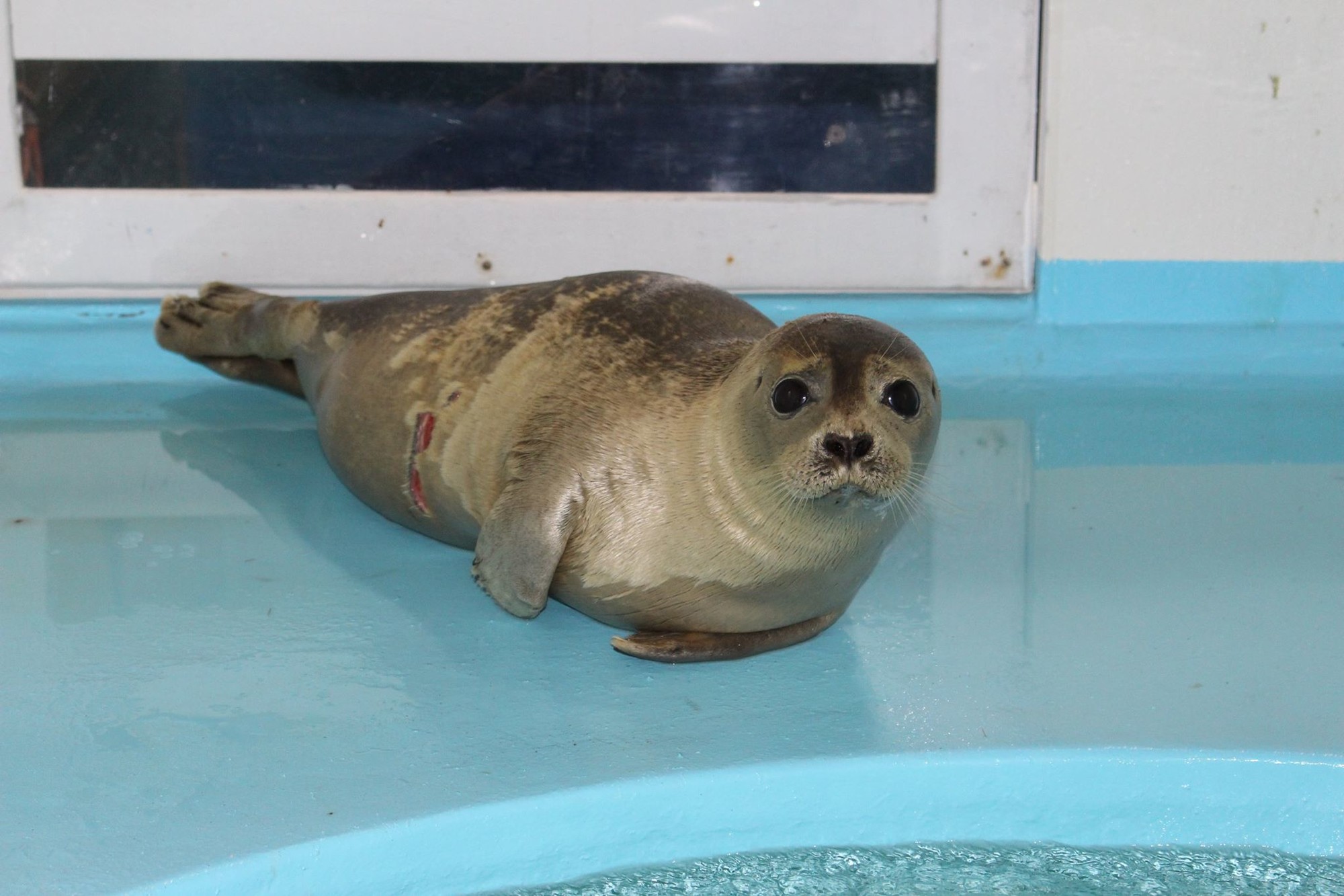 Rescued seal healing nicely | Herald Community Newspapers | www ...