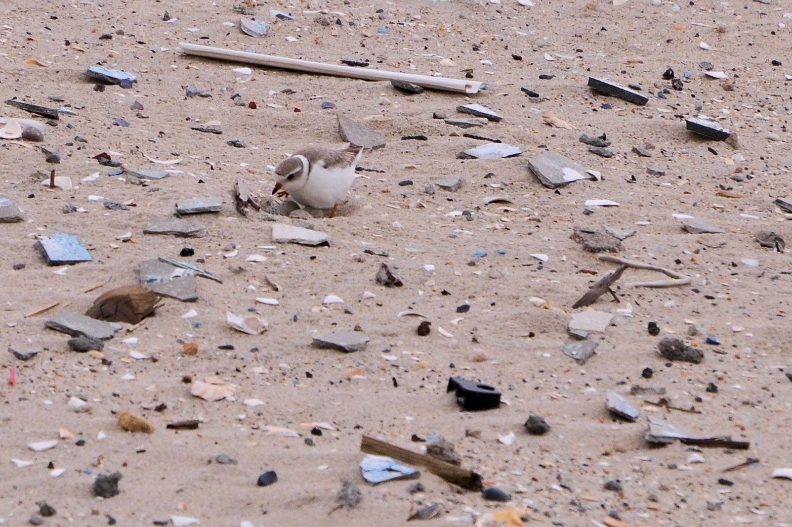 Protecting piping plovers | Herald Community Newspapers | www.liherald.com