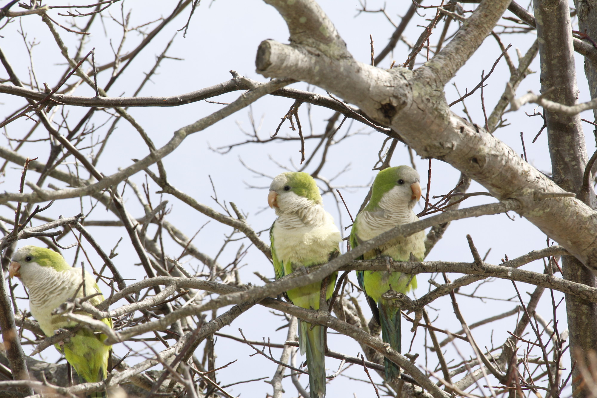 Warm weather brings out the birds | Herald Community Newspapers | www ...