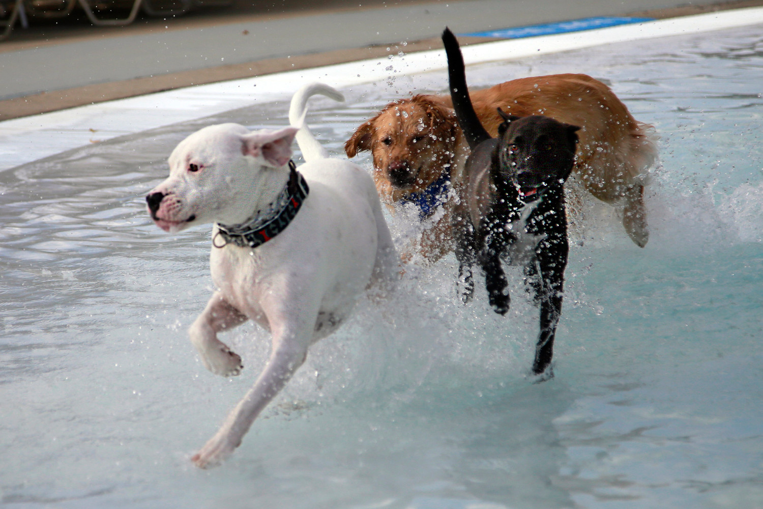 Dogs make a splash at annual Valley Stream pool bash | Herald Community ...