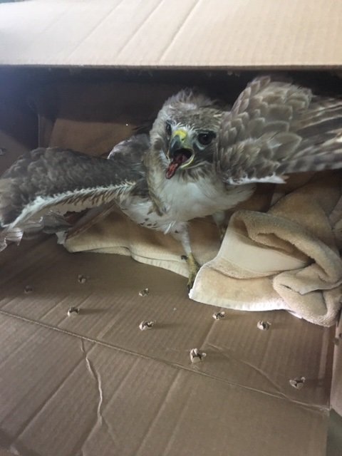 Officers rescue hawk in Freeport | Herald Community Newspapers | www ...