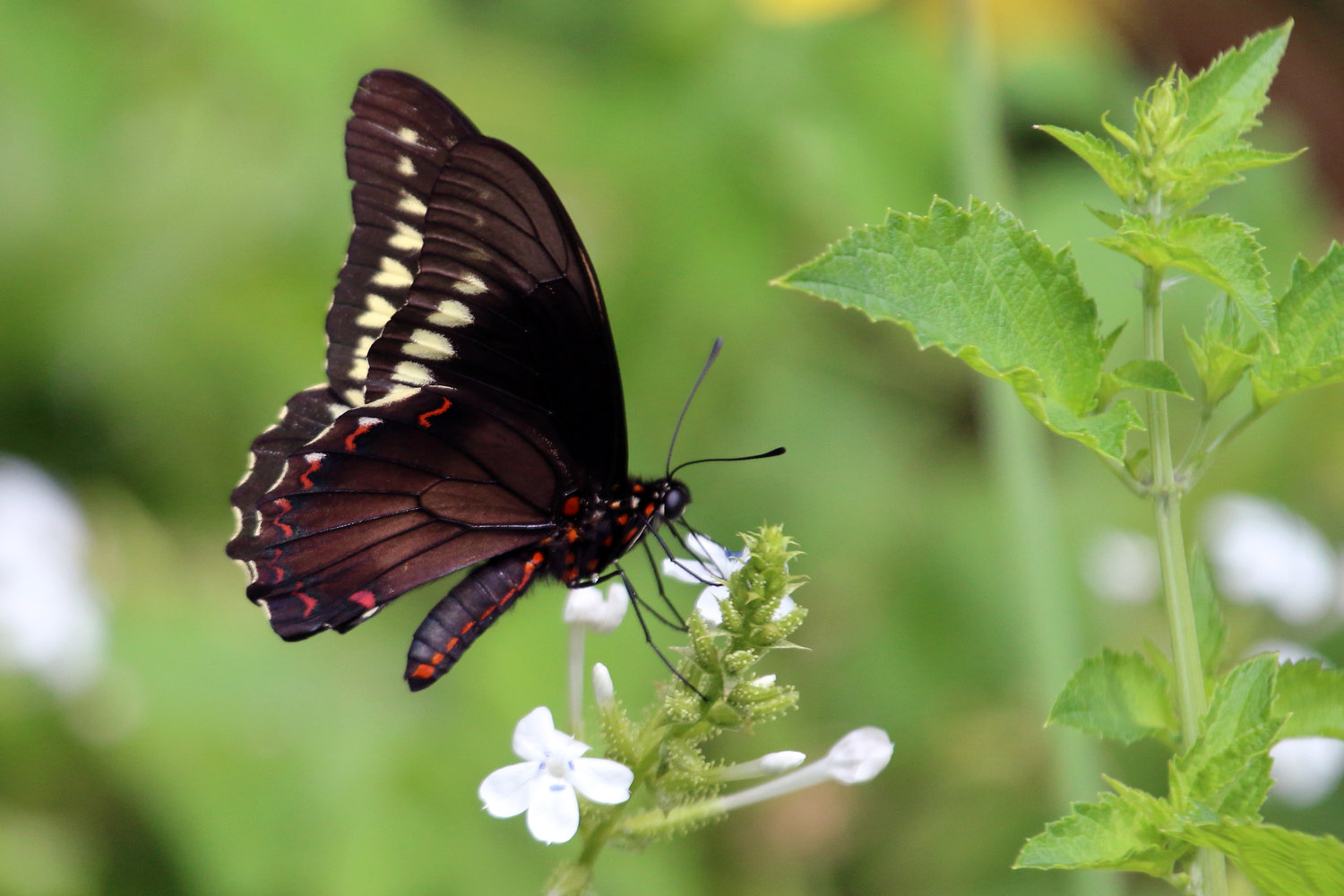 Polydamas Swallowtail Butterfly